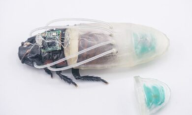 Kecoa “Cyborg” Ini Bisa Bernapas Di Bawah Air Selama Berjam-Jam, Siap ...