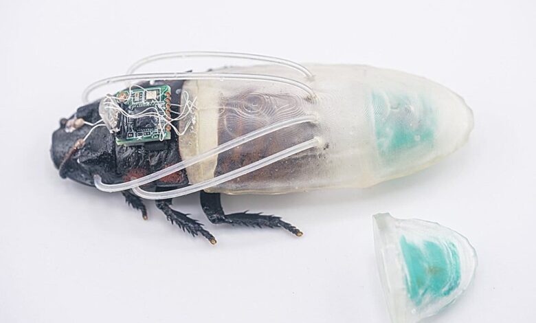 Kecoa “Cyborg” Ini Bisa Bernapas Di Bawah Air Selama Berjam-Jam, Siap ...