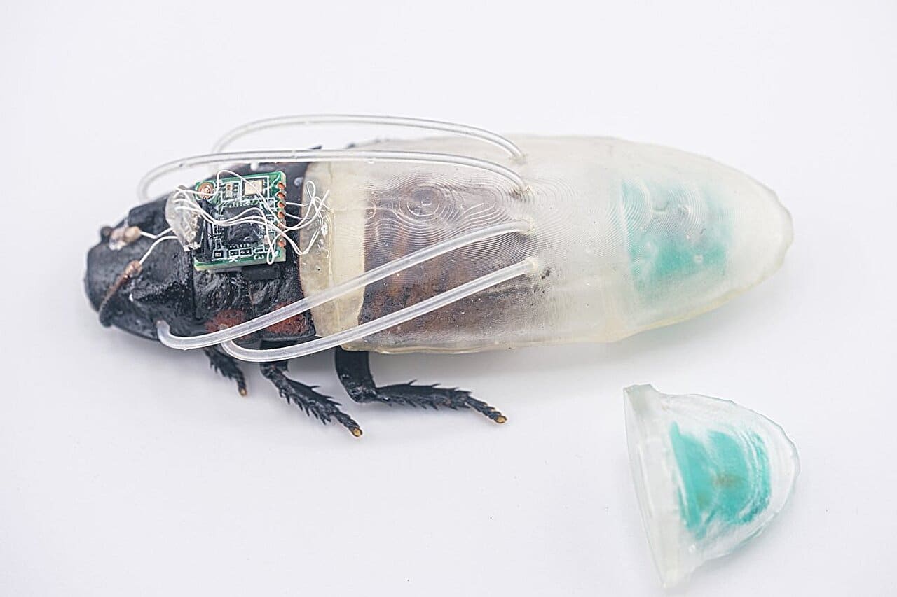 Kecoa “Cyborg” Ini Bisa Bernapas Di Bawah Air Selama Berjam-Jam, Siap ...